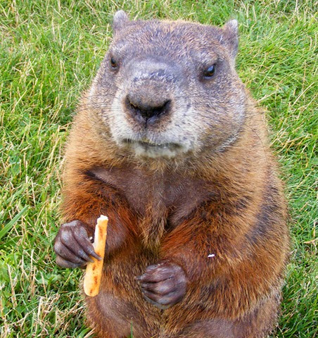 Kitty Stampede: groundhogs.